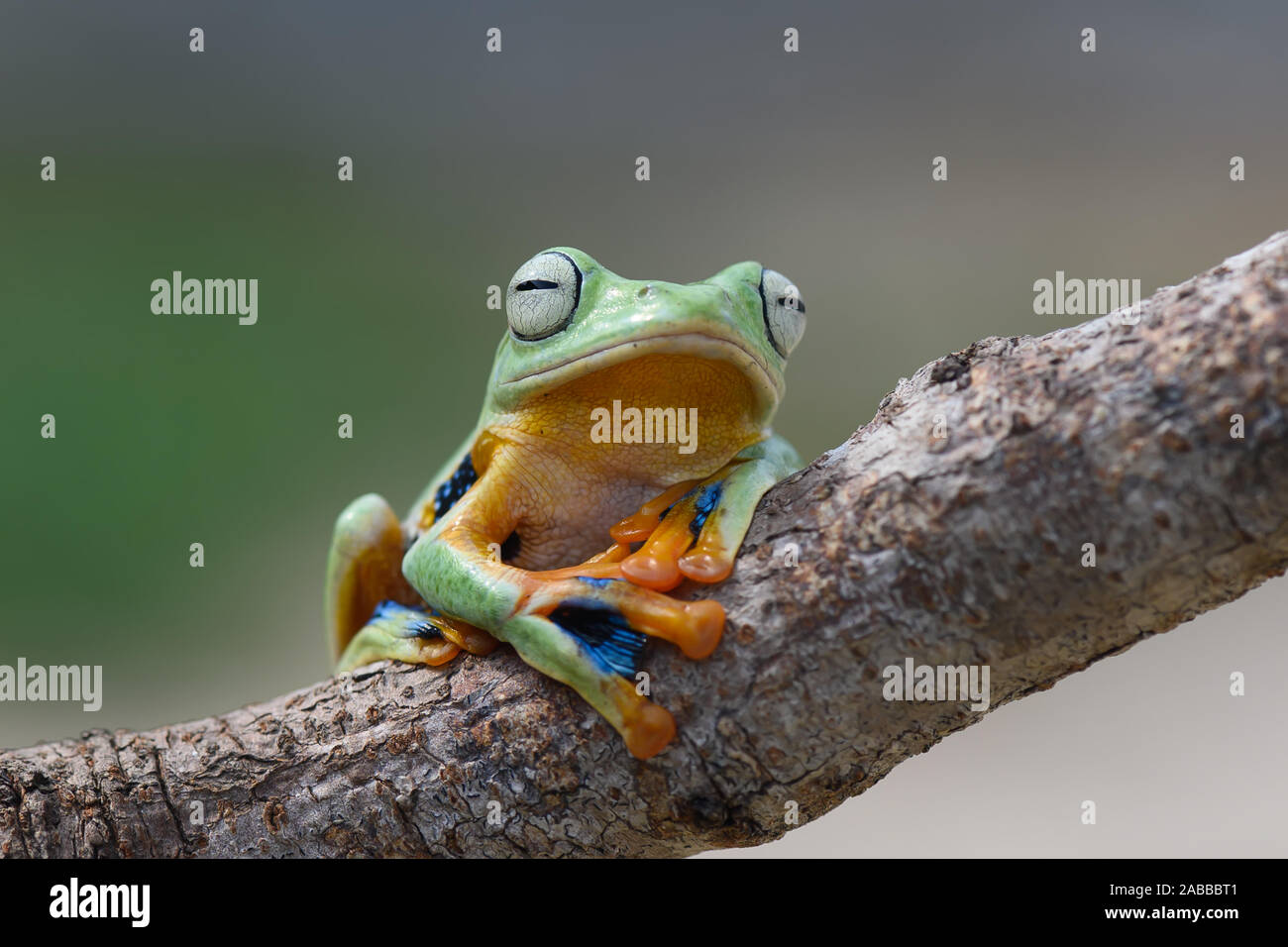 Wallace Flying Frog on a branch, Kalimantan, Borneo, Indonesia Stock ...