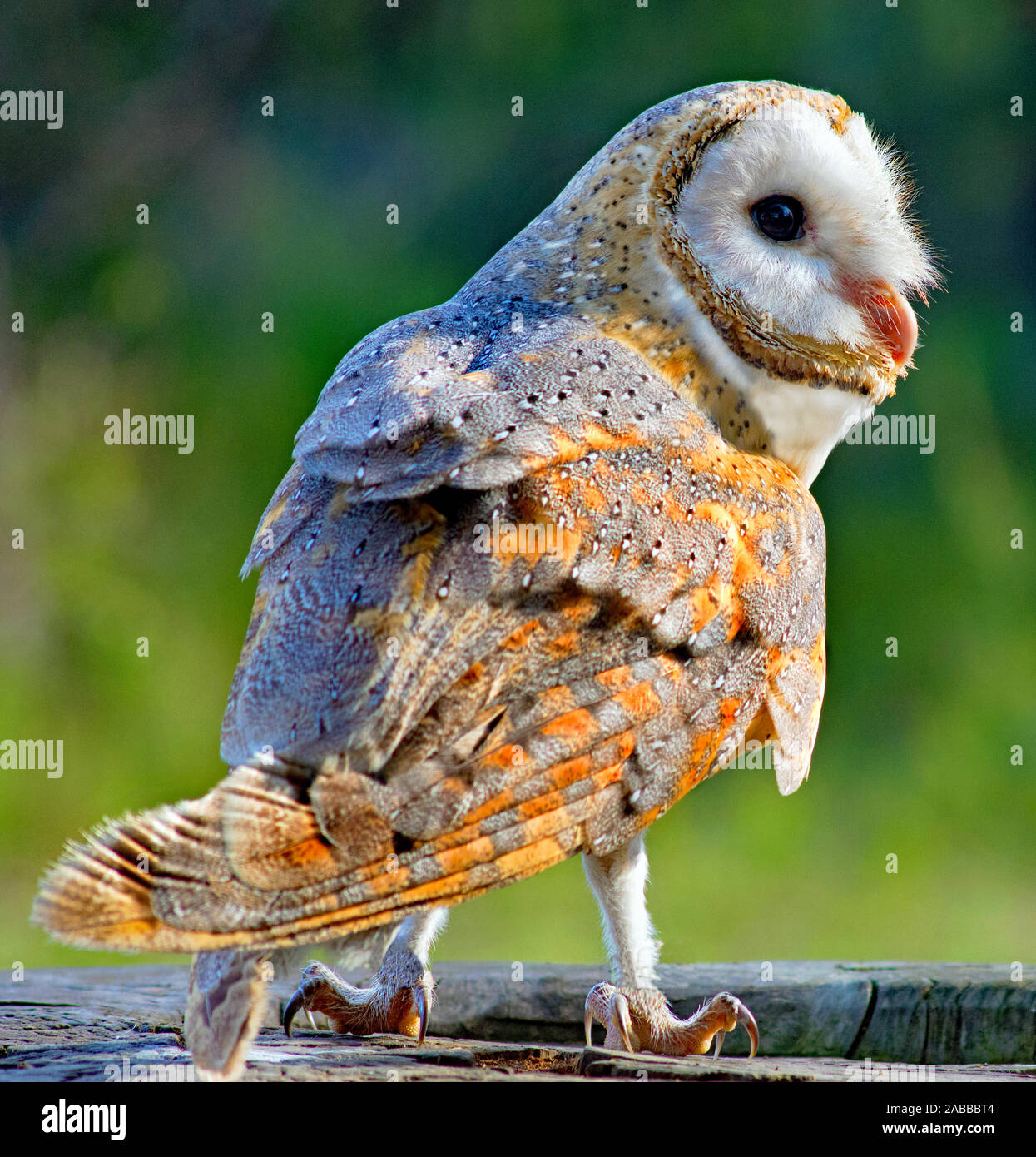 Portrait of a Western Barn Owl, South Africa Stock Photo - Alamy