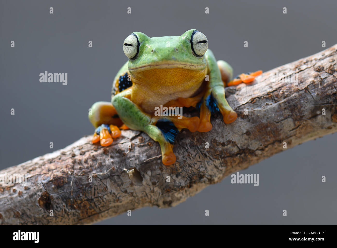 Wallace Flying Frog on a branch, Kalimantan, Borneo, Indonesia Stock ...