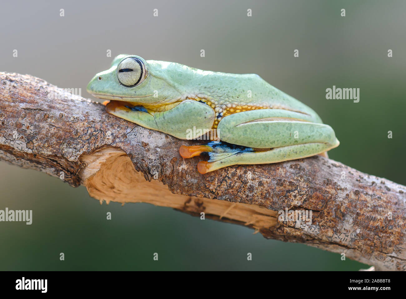 Wallace Flying Frog on a branch, Kalimantan, Borneo, Indonesia Stock ...