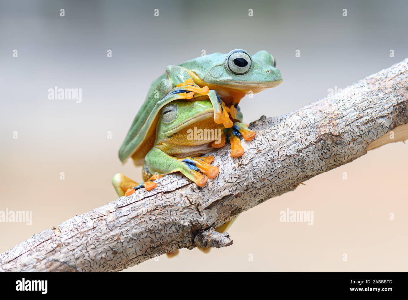 Two Wallace Flying Frog's on a branch, Kalimantan, Borneo, Indonesia ...