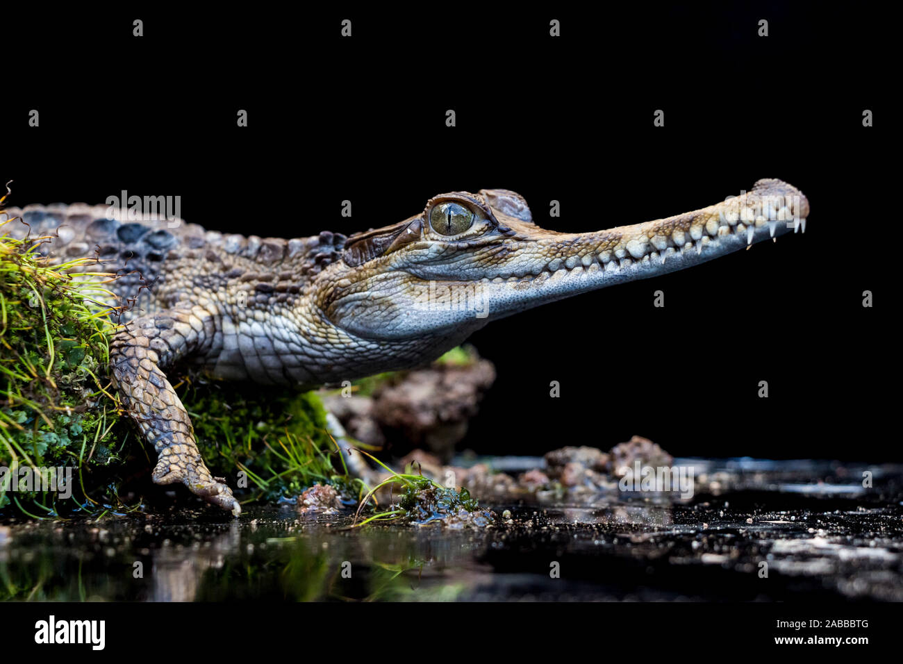 Portrait of a Crocodile (Crocodylus porosus) on a riverbank, Indonesia ...