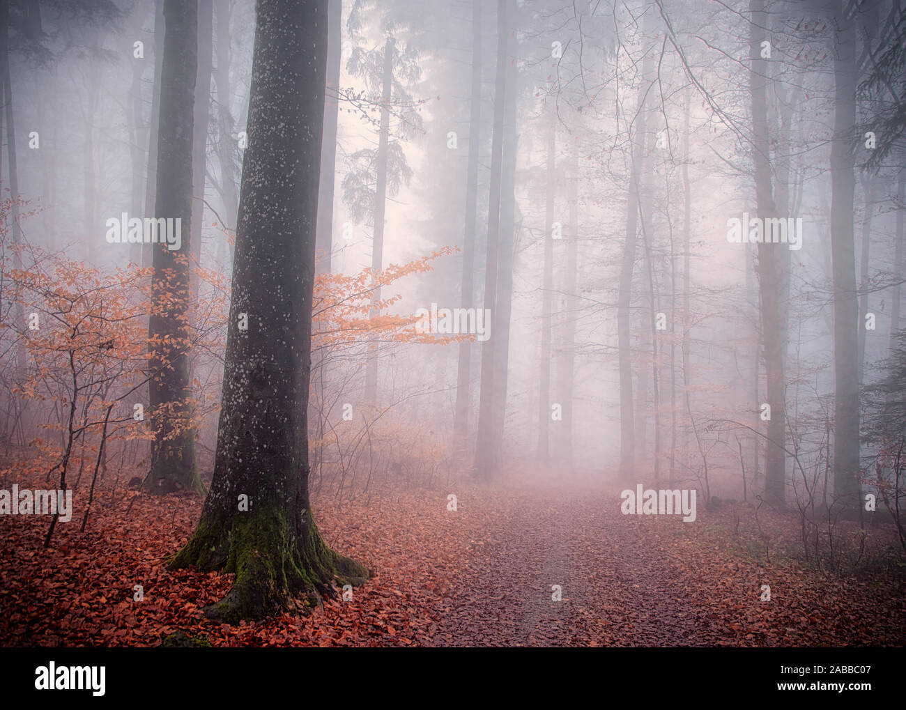 Switzerland forest hi-res stock photography and images - Alamy