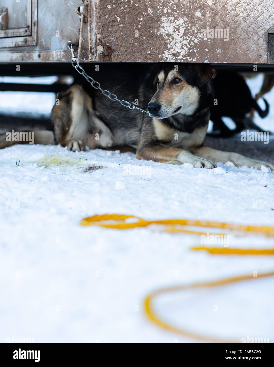 Dog chained hi-res stock photography and images - Alamy