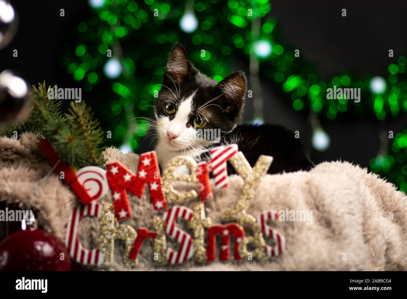 Kitty cat and festive Christmas decorations background Stock Photo - Alamy