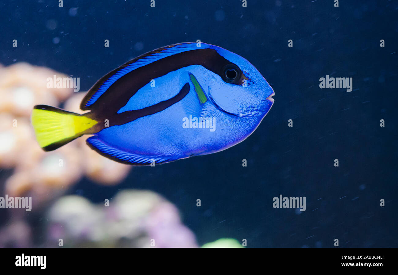 Finding nemo film hi-res stock photography and images - Alamy