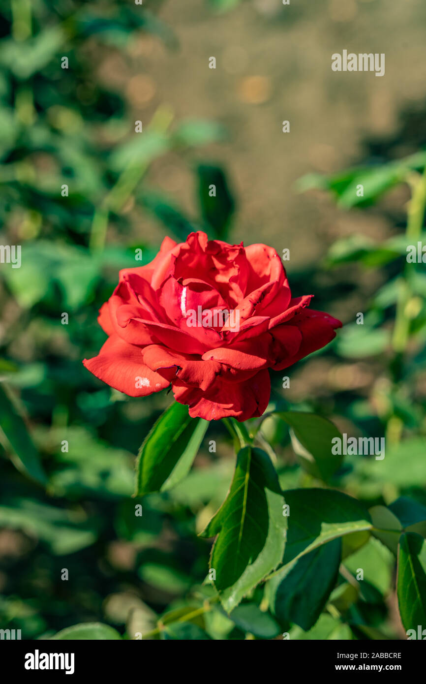 Rose Hiogi. Flower in full bloom Stock Photo - Alamy