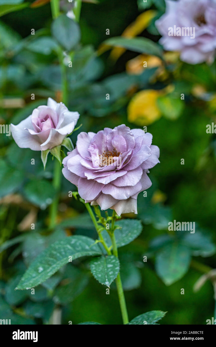 Rose Blue Bajou. Flower in full bloom Stock Photo - Alamy