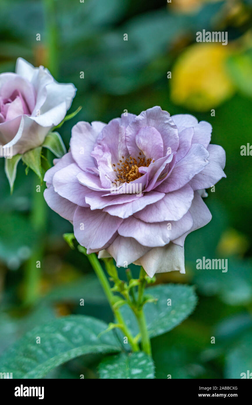 Blue bajou rose hi-res stock photography and images - Alamy