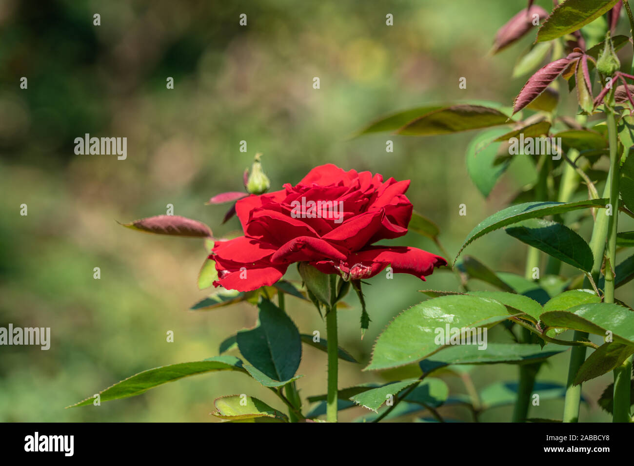 Rose Ingrid Bergman. Flower in full bloom Stock Photo - Alamy