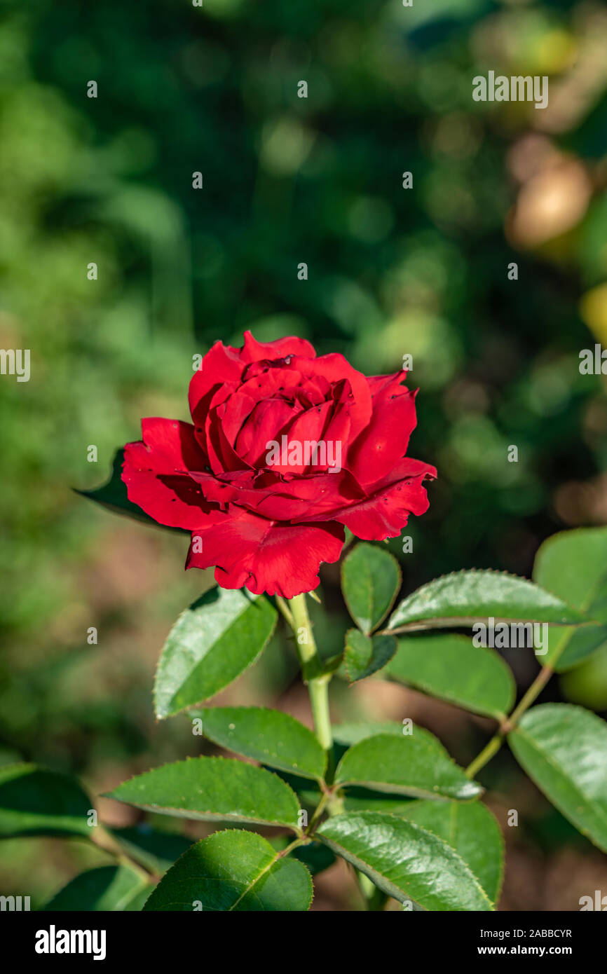 Ingrid bergman rose hi-res stock photography and images - Alamy