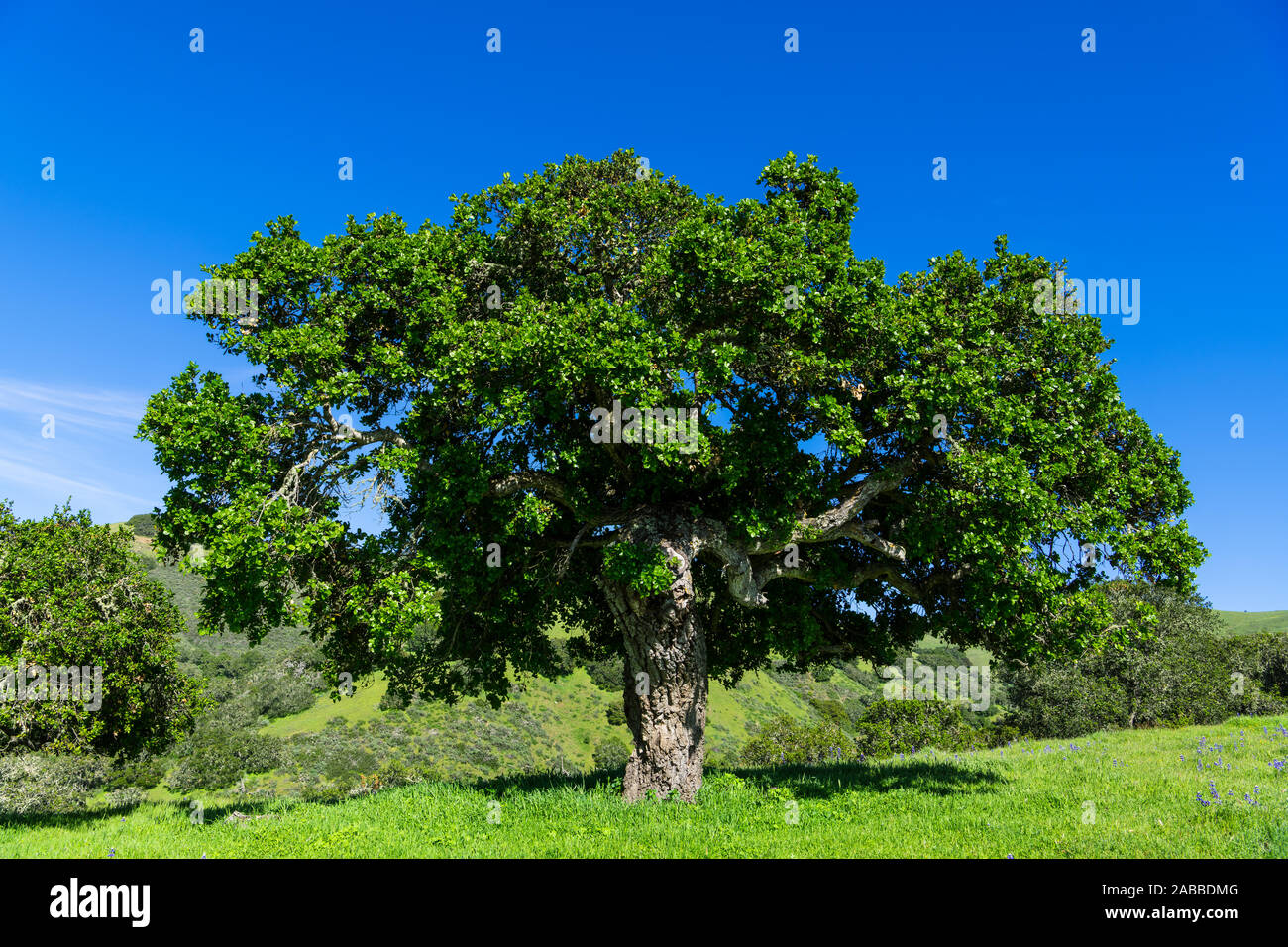 Meadow spring oak hi-res stock photography and images - Alamy