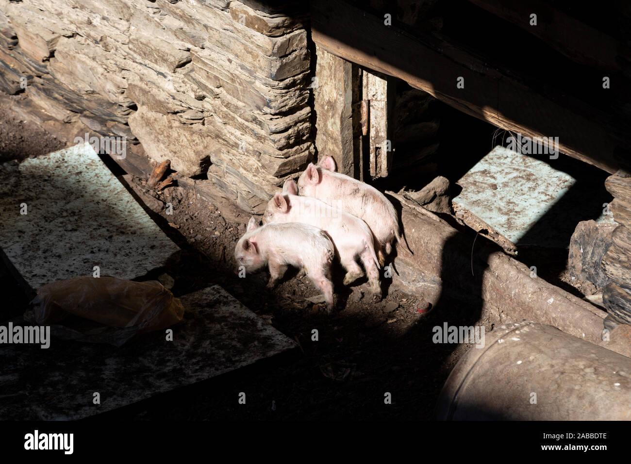 Free range pigs in mountainous Caucasus landscape in Svaneti region of ...