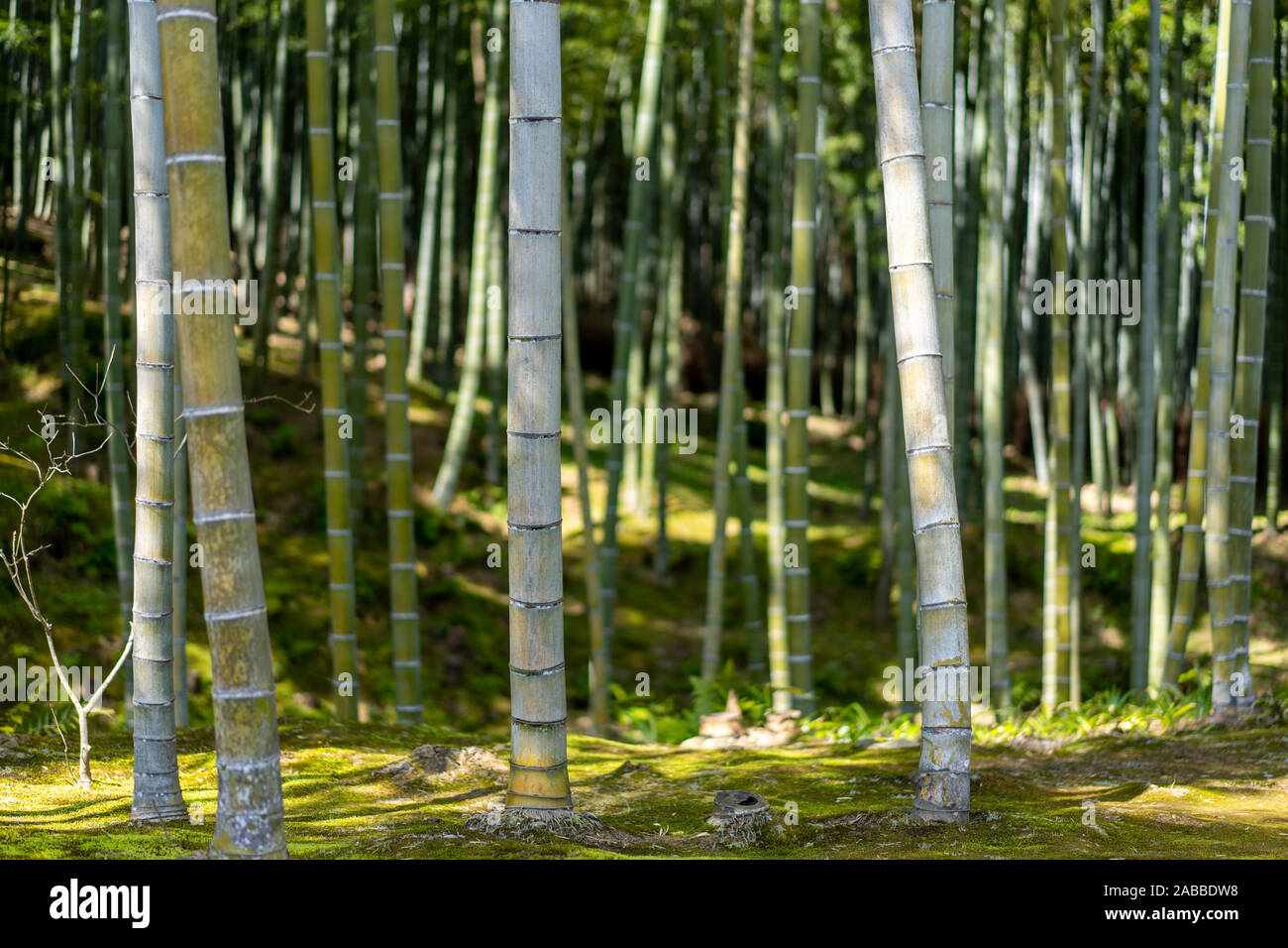 Bamboo Forest, or Arashiyama Bamboo Grove or Sagano Bamboo Forest, is a ...