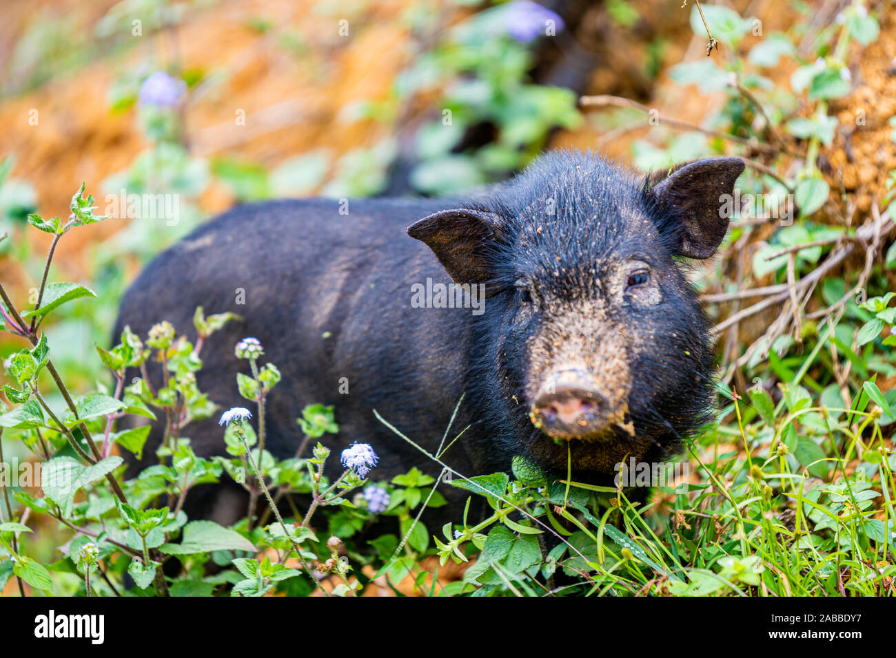 Black hair asian vietnam hi-res stock photography and images - Alamy