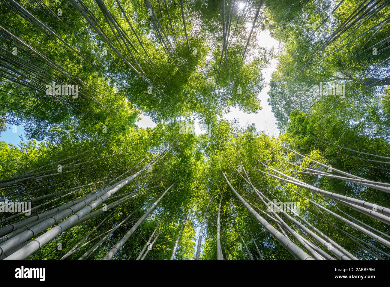 Bamboo Forest, or Arashiyama Bamboo Grove or Sagano Bamboo Forest, is a ...