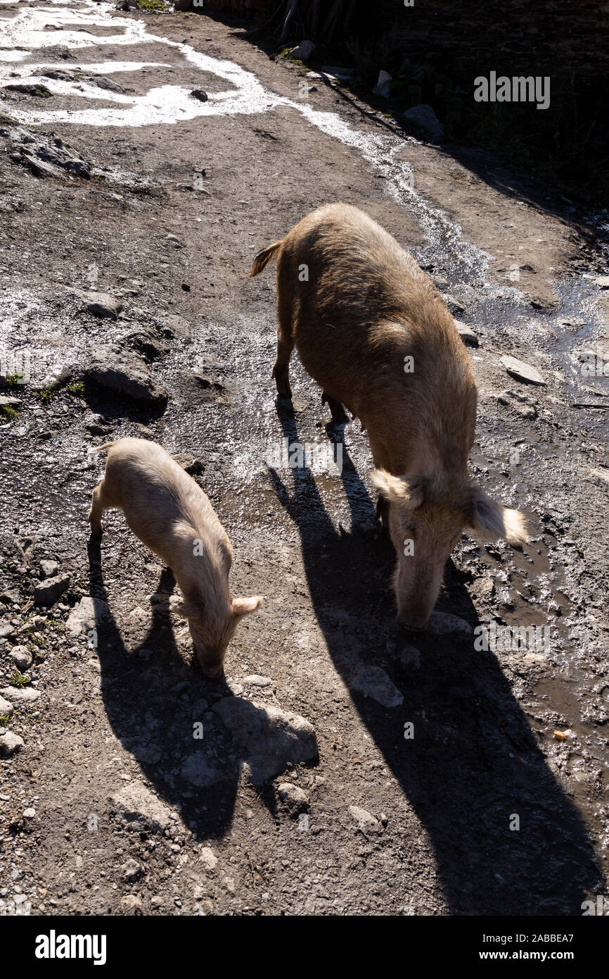 Free range pigs in mountainous Caucasus landscape in Svaneti region of ...