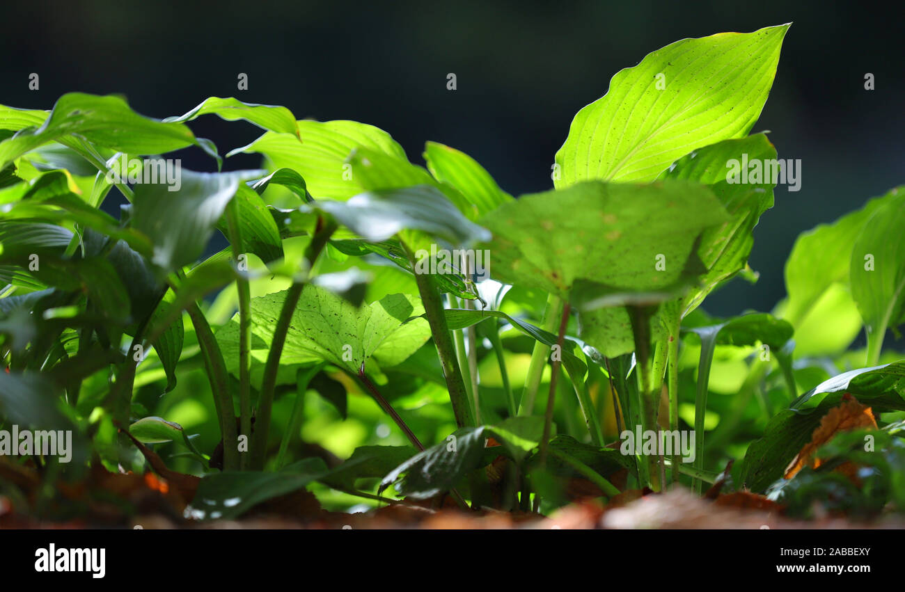 Live plants hi-res stock photography and images - Alamy
