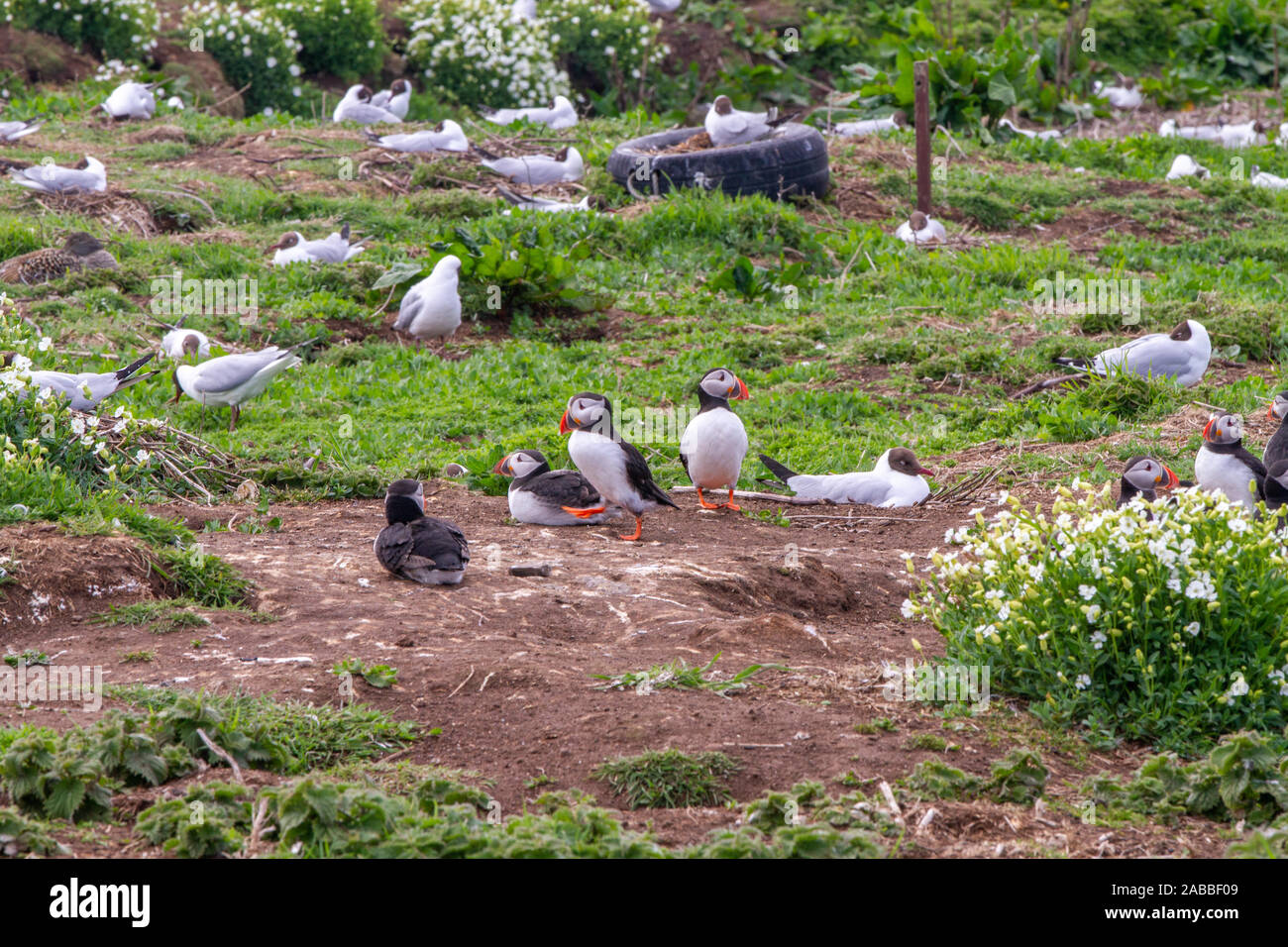 Colony of puffins, with brightly coloured beaks, also knows as puffinry ...