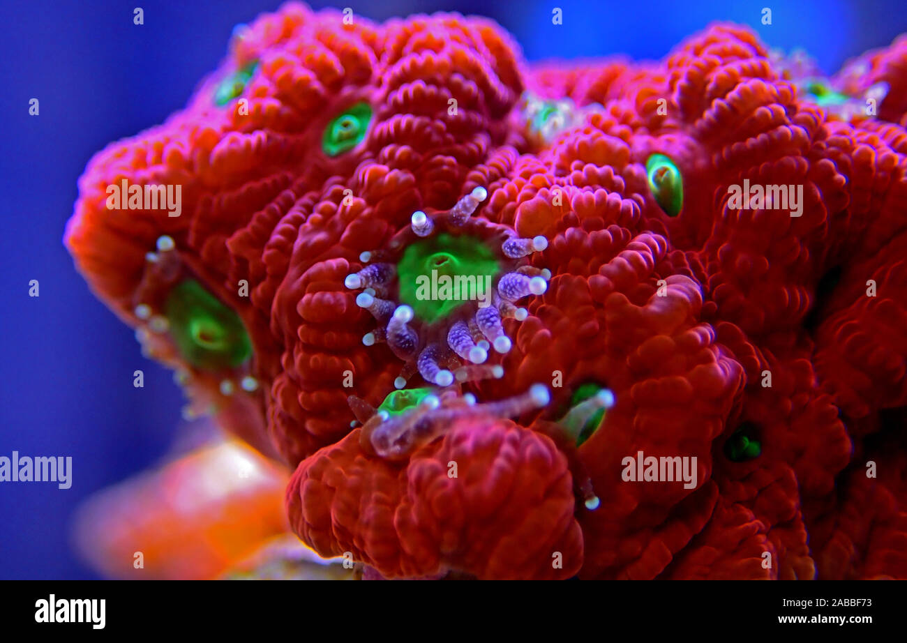 Ultra red Favia brain LPS coral in macro photography Stock Photo - Alamy