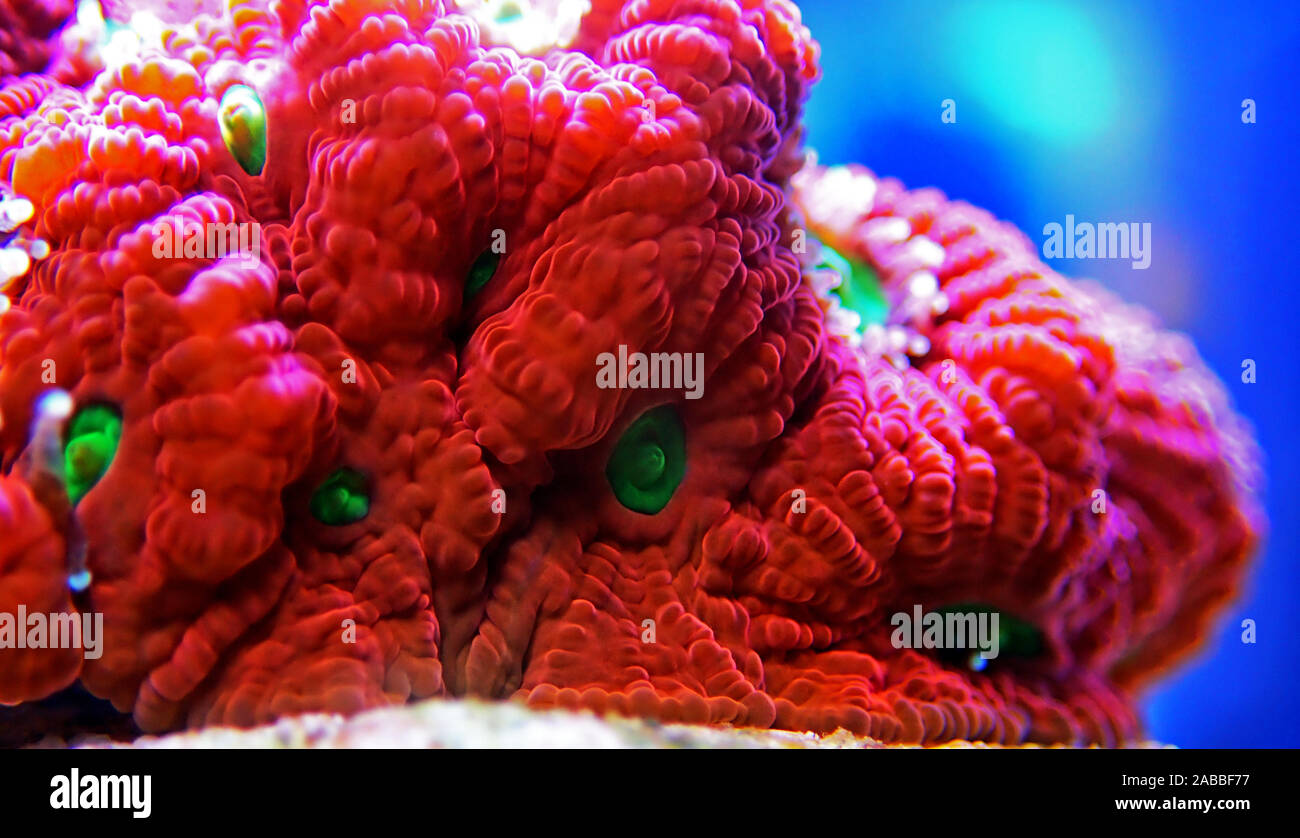 Ultra red Favia brain LPS coral in macro photography Stock Photo - Alamy