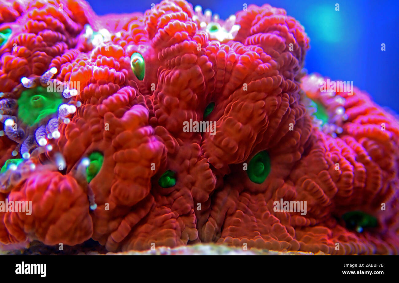 Ultra red Favia brain LPS coral in macro photography Stock Photo - Alamy