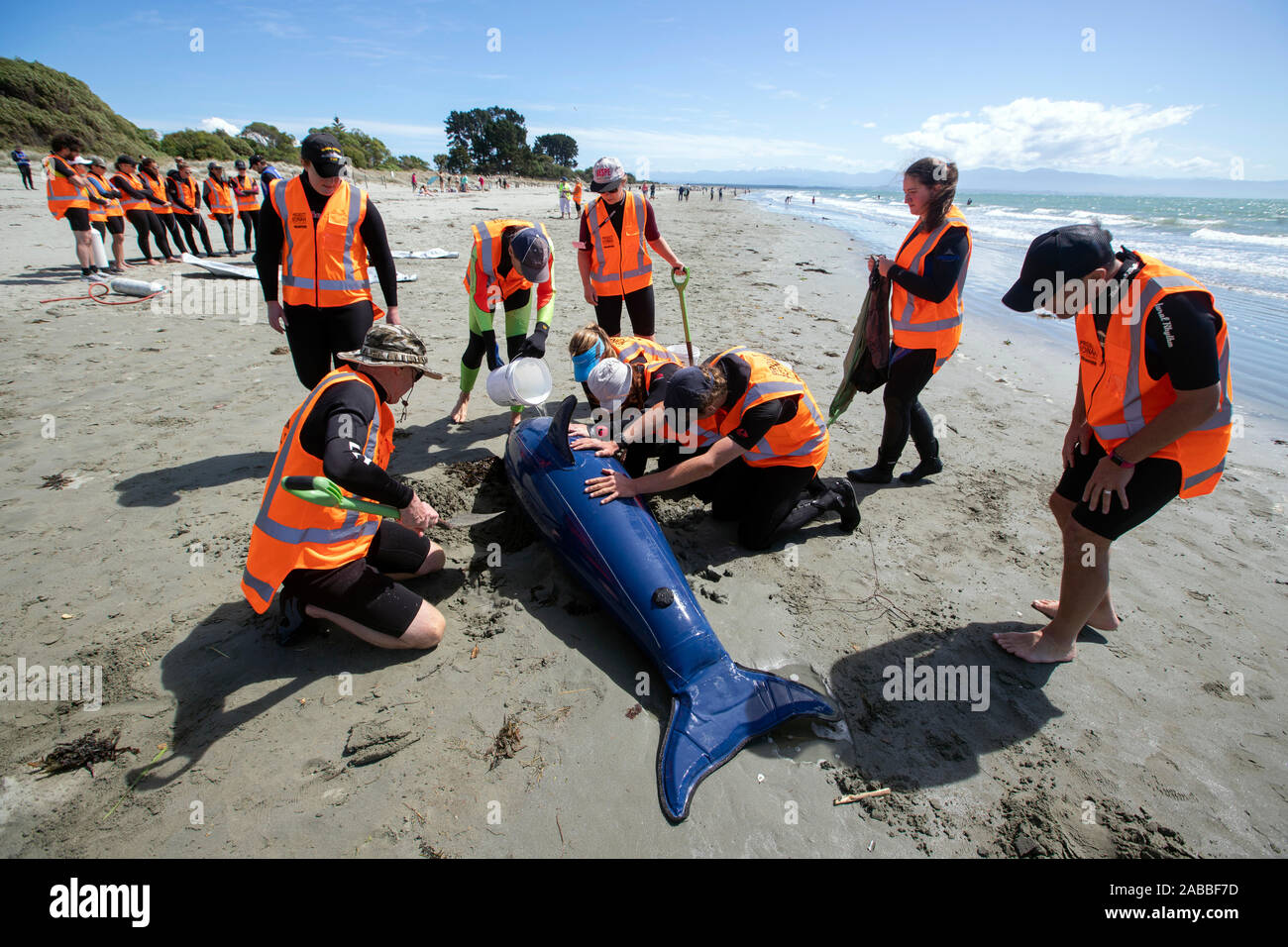 Project Jonah training course, Nelson, New Zealand Stock Photo - Alamy