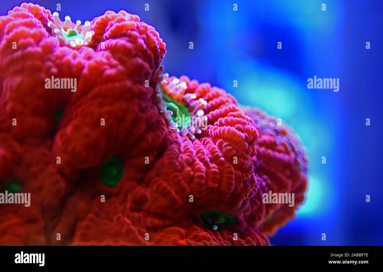 Ultra red Favia brain LPS coral in macro photography Stock Photo - Alamy