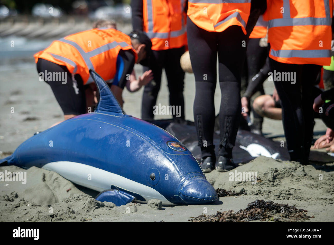 Project Jonah training course, Nelson, New Zealand Stock Photo - Alamy