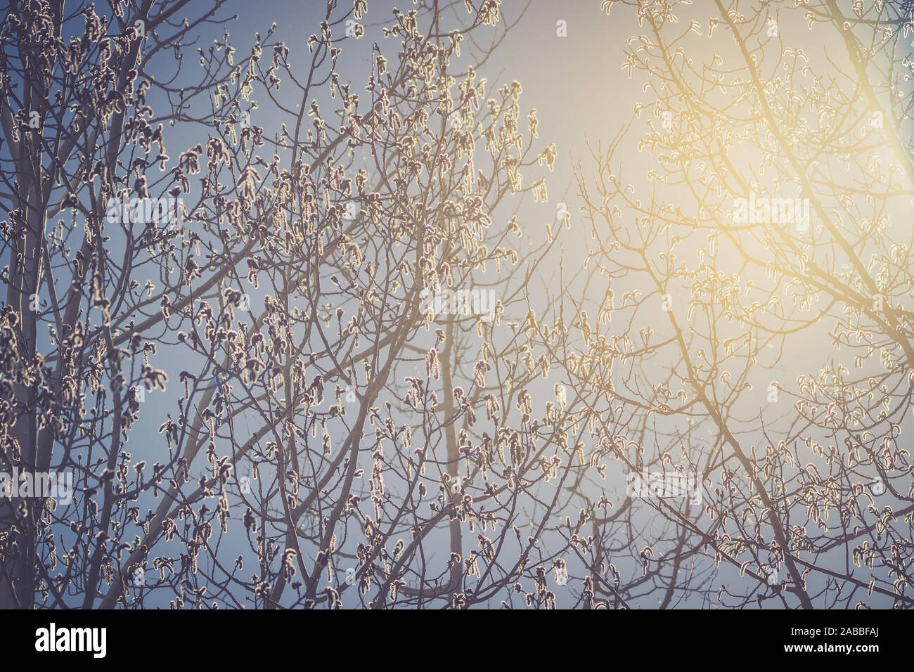 sun shining through tree Stock Photo - Alamy