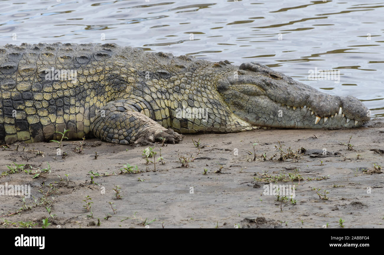 A Nile crocodile (Crocodylus niloticus) basks on a mud bank on the edge ...