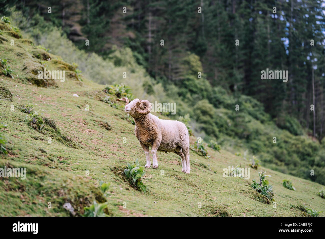 ram / sheep Stock Photo - Alamy