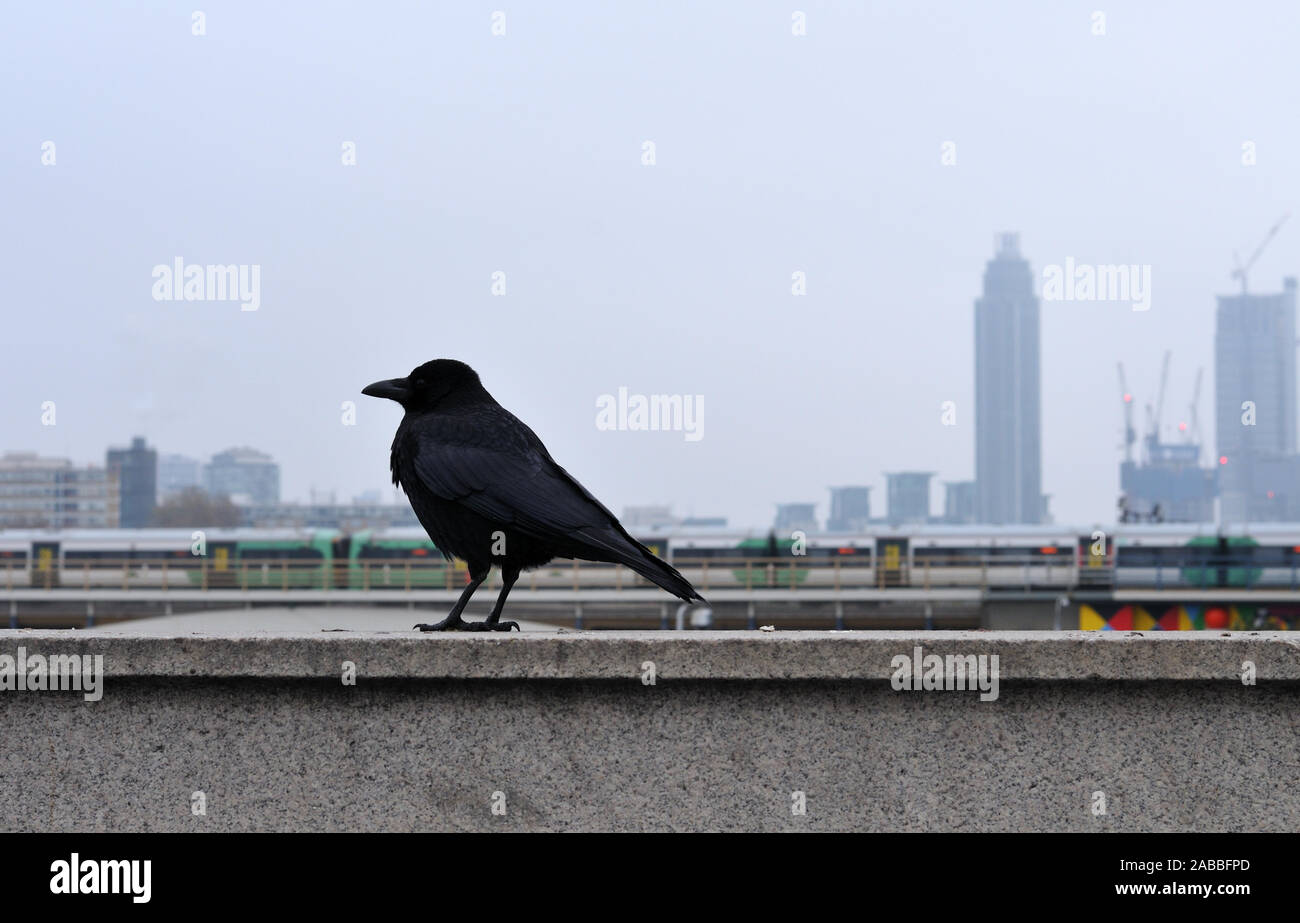black crow sitting on stone railing of a bridge over River Thames in ...