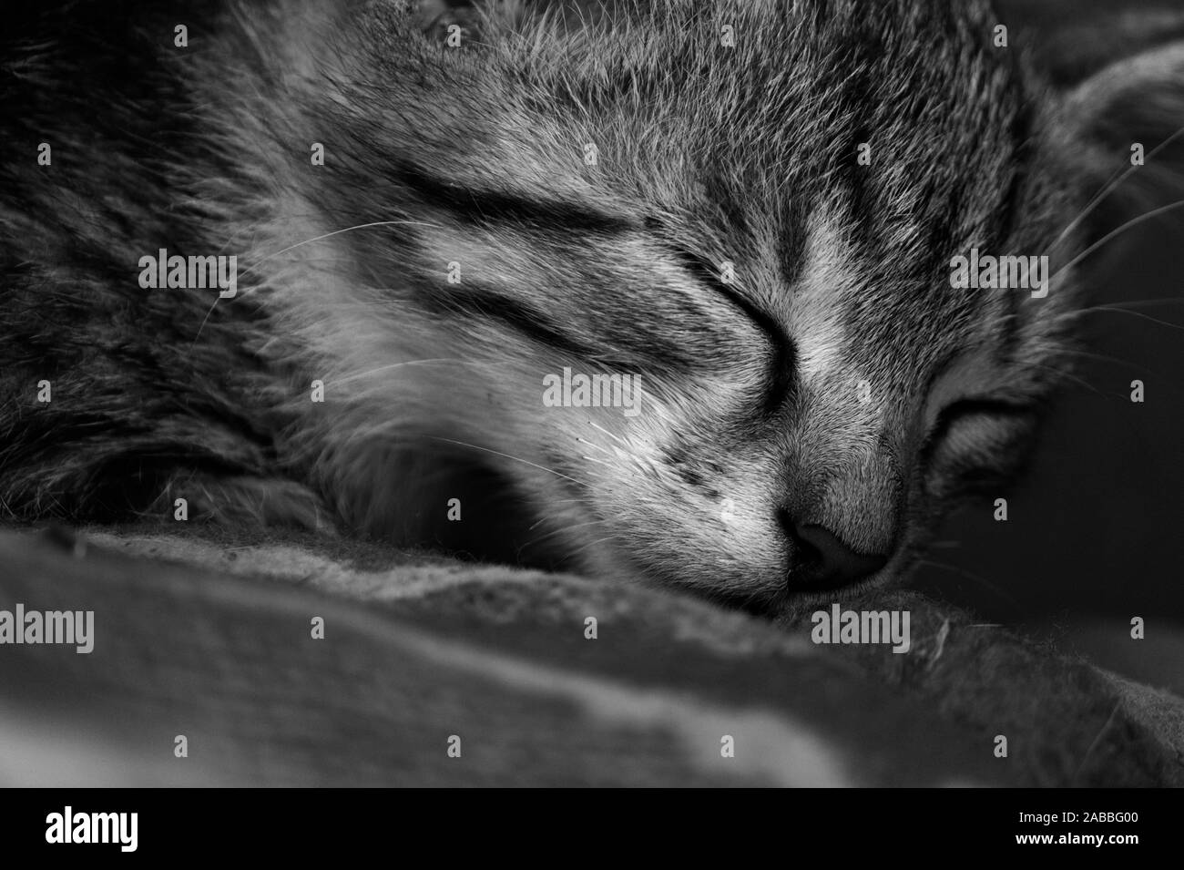 Sweet kitty hi-res stock photography and images - Alamy