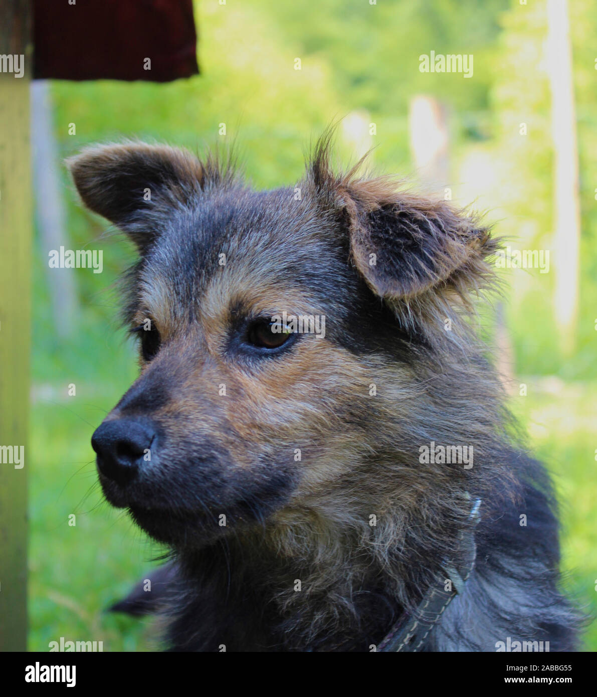 Cute dog in front of blur background Stock Photo - Alamy