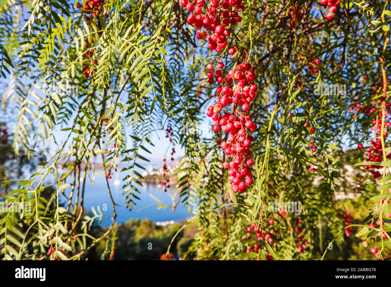 Brazilian pepper tree hi-res stock photography and images - Alamy