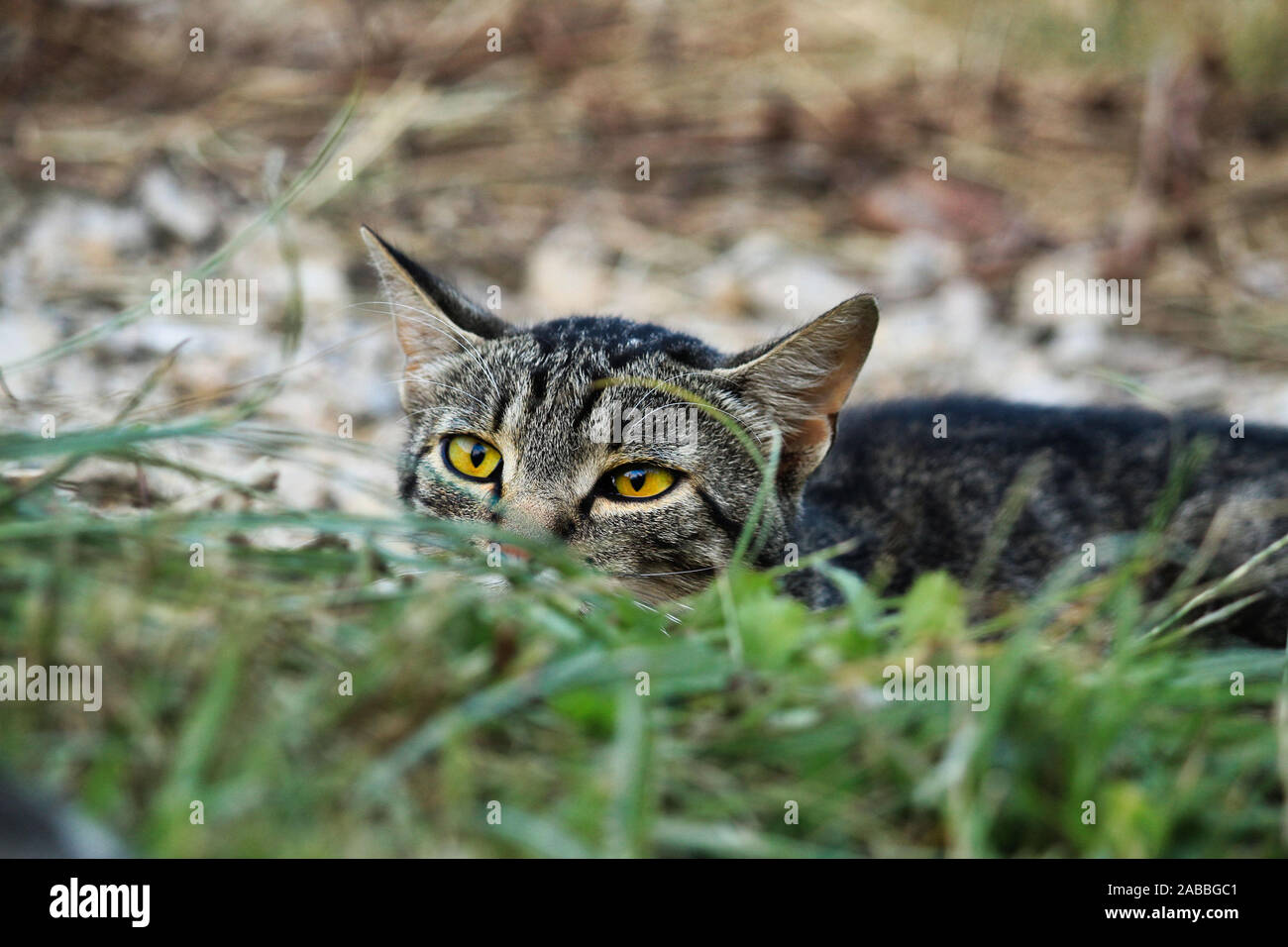 Cat preparing to hunt Stock Photo - Alamy