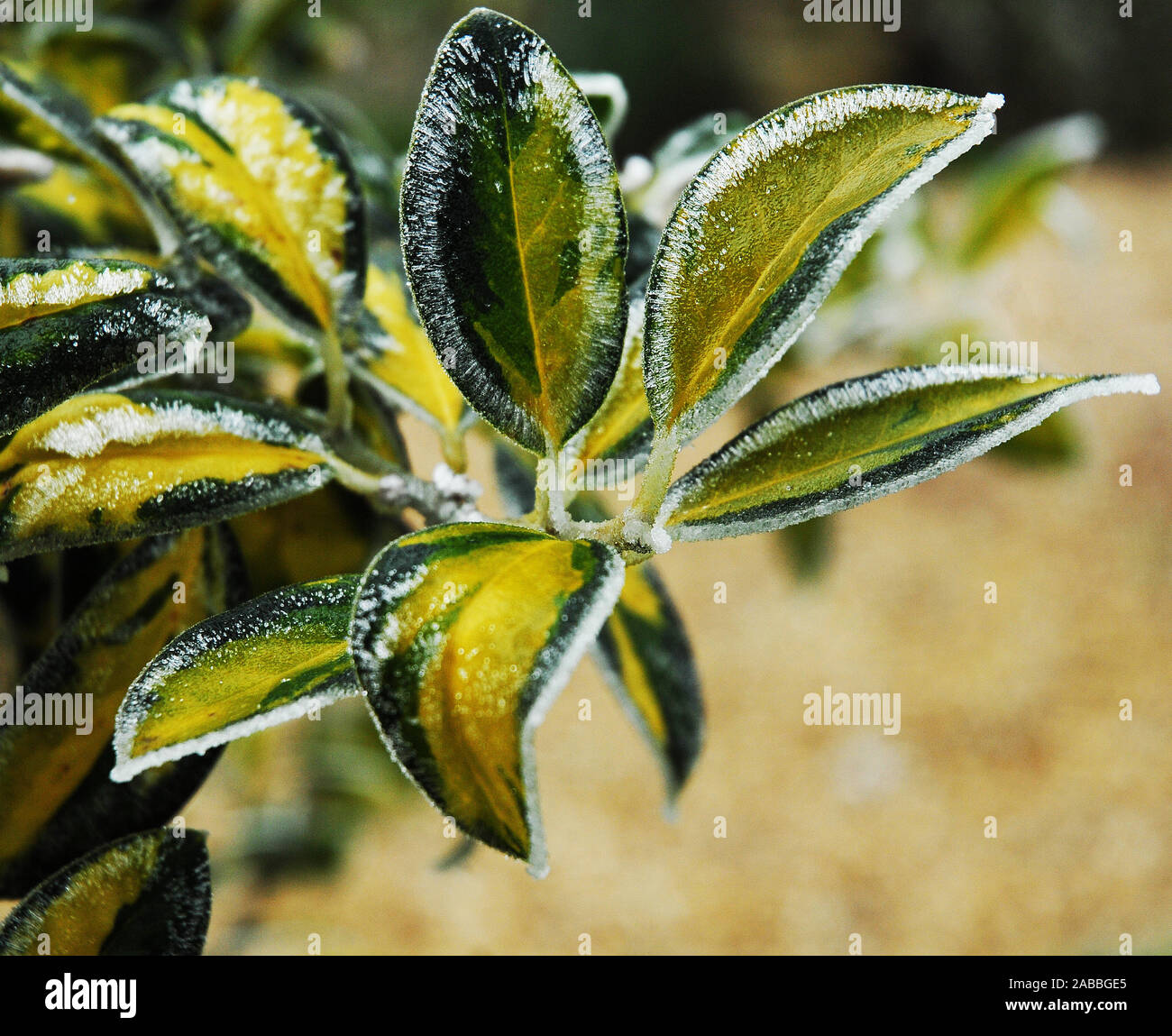 Green flash hi-res stock photography and images - Alamy