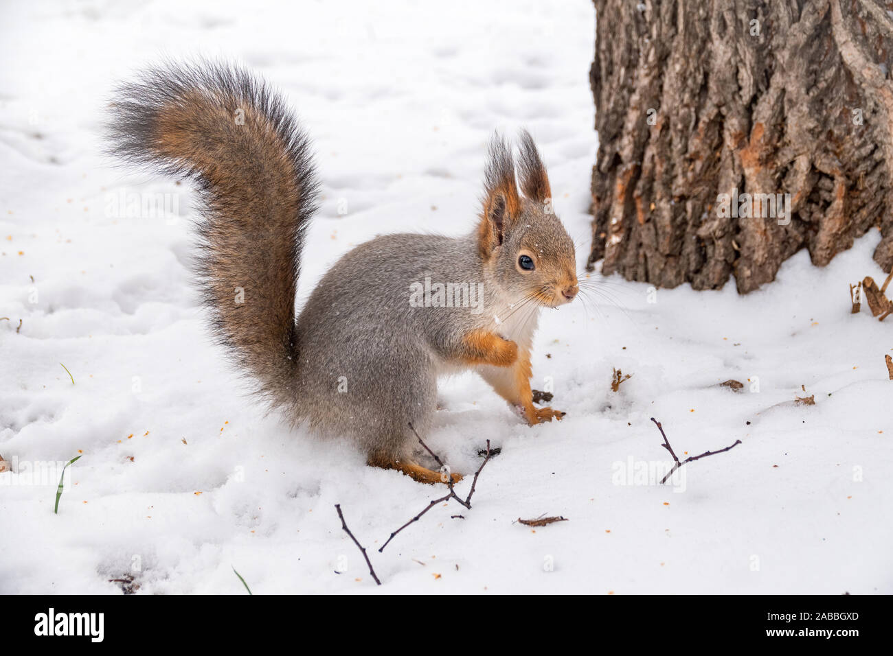 Sciurus vulgaris hides nuts hi-res stock photography and images - Alamy
