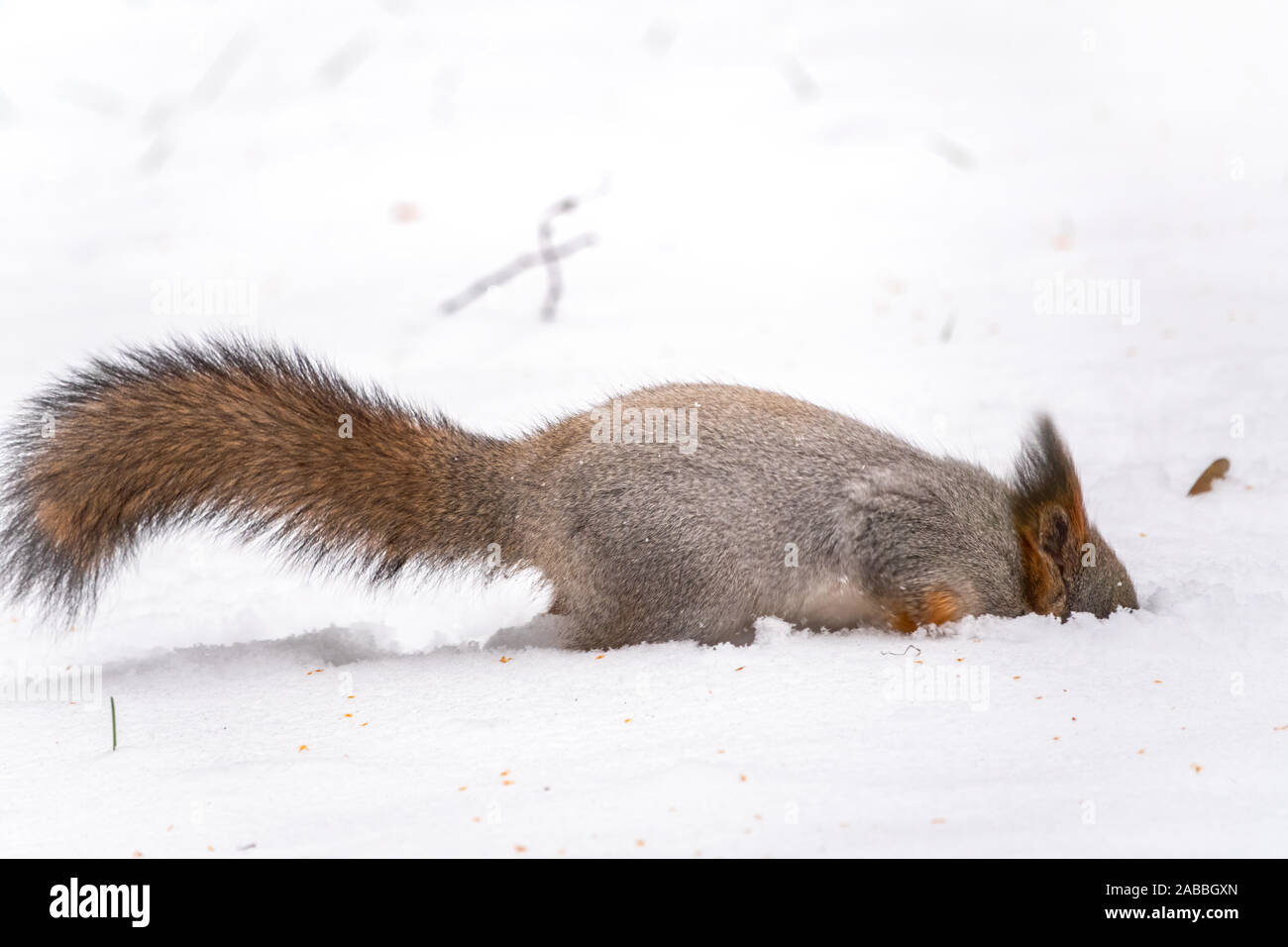 Sciurus vulgaris hides nuts hi-res stock photography and images - Alamy