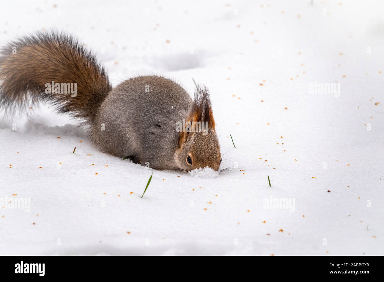 Sciurus vulgaris hides nuts hi-res stock photography and images - Alamy