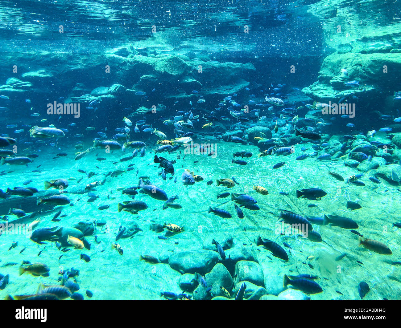 Under the sea with lots of fishes swimming. Different species of ...