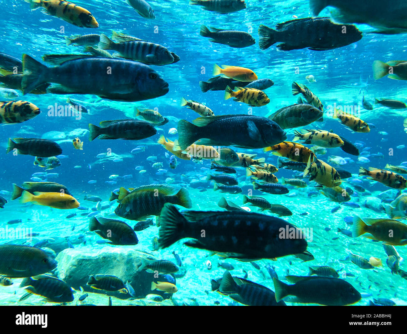 Under the sea with lots of fishes swimming. Different species of ...