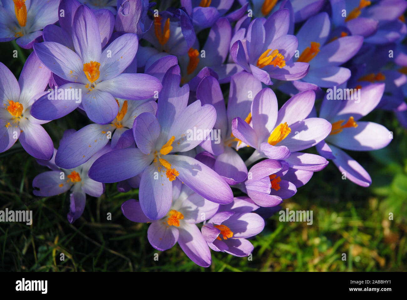 Crocus Corm