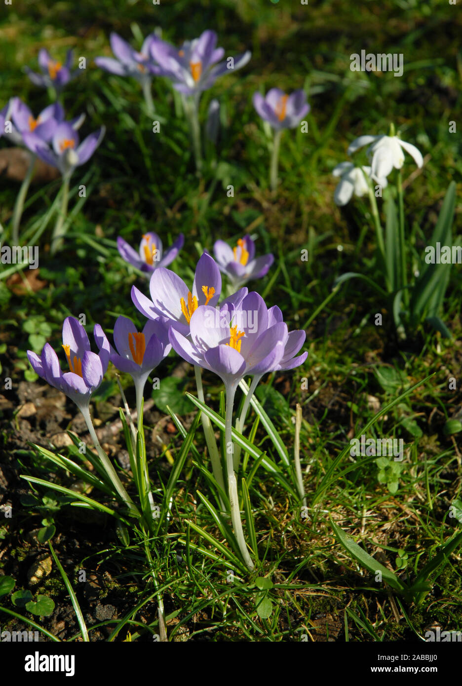 Crocus tomasinianus -dwarf, deciduous perennials growing from a corm ...