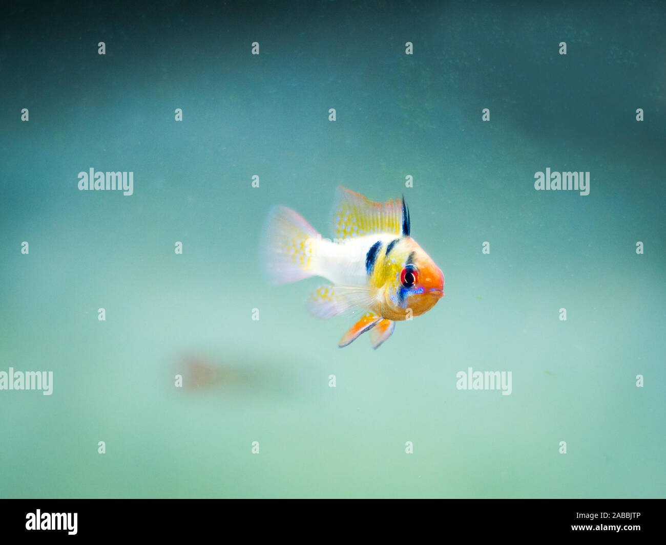 Microgeophagus Ramirezi Stock Photos & Microgeophagus Ramirezi Stock ...