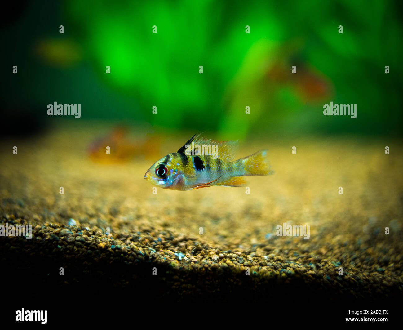 Microgeophagus ramirezi dwarf cichlid hi-res stock photography and ...