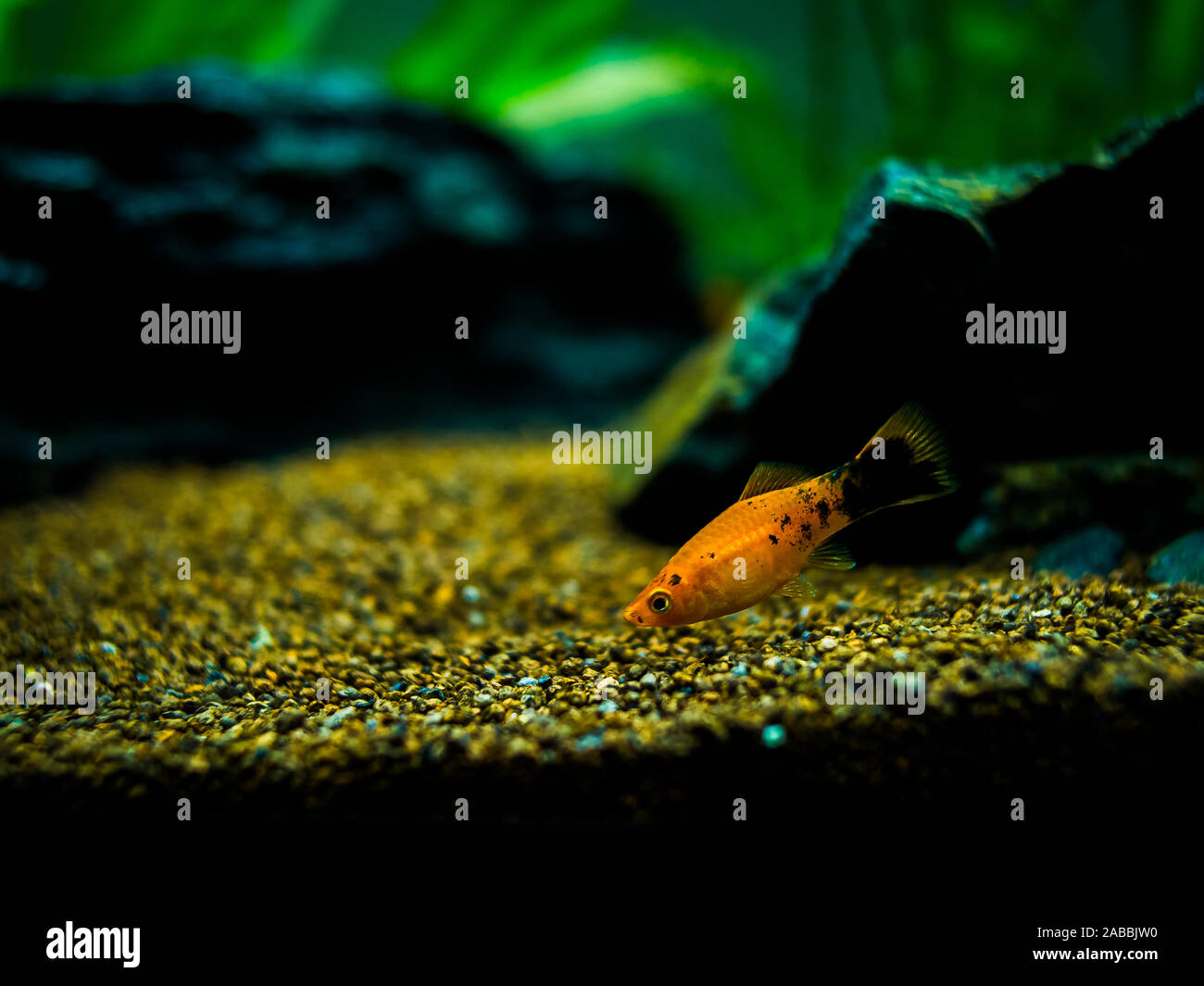 Xiphophorus maculatus hi-res stock photography and images - Alamy