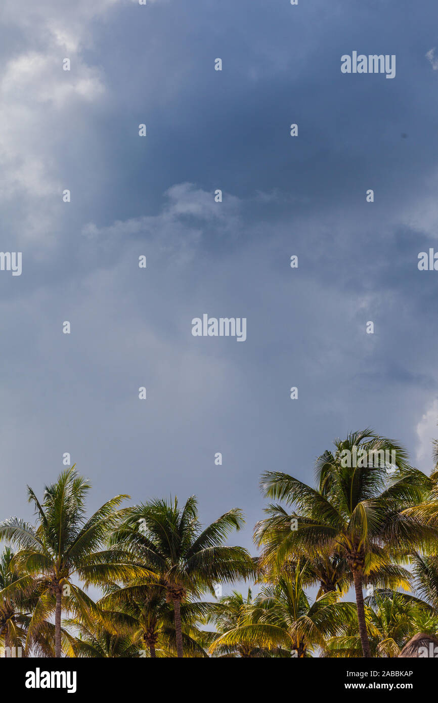 Storm clouds over coastal palm trees on the Yucatan peninsula near ...
