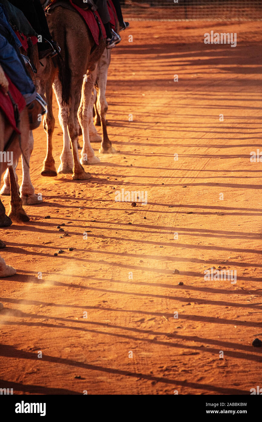 A silhouette of a camel sunset tour in the Australian outback. Uluru ...